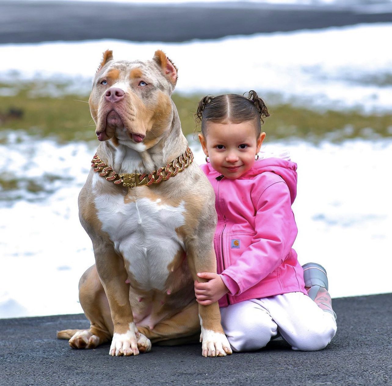 XL and XXL American bully puppies for sale – XXL/XL American bully ...