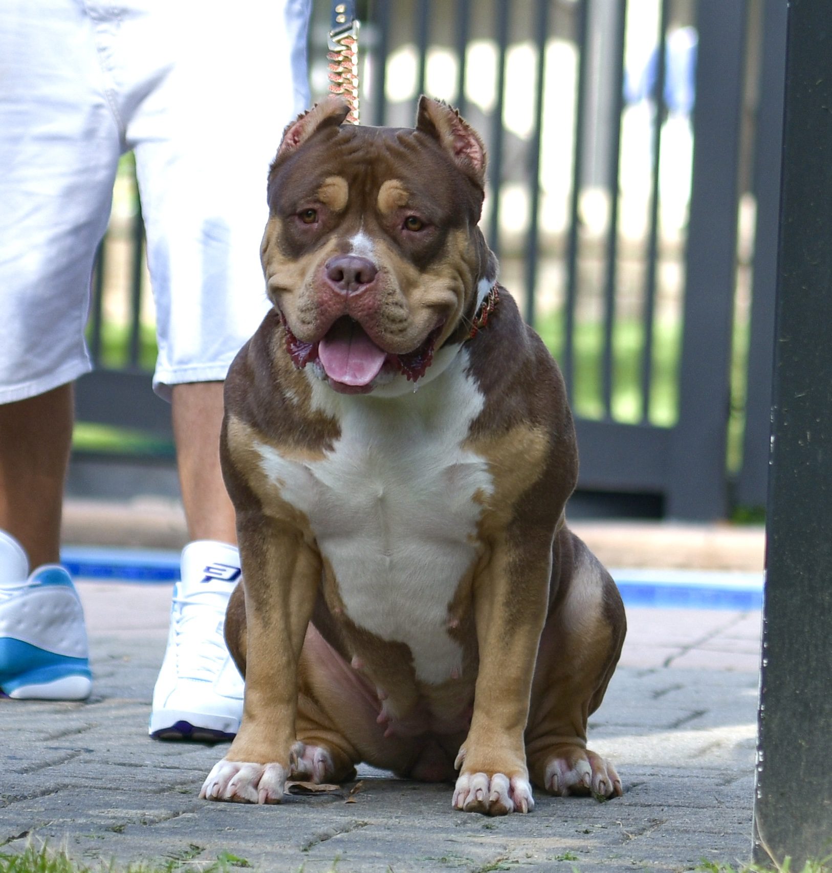 Our Dogs - XL and XXL American bully puppies for sale