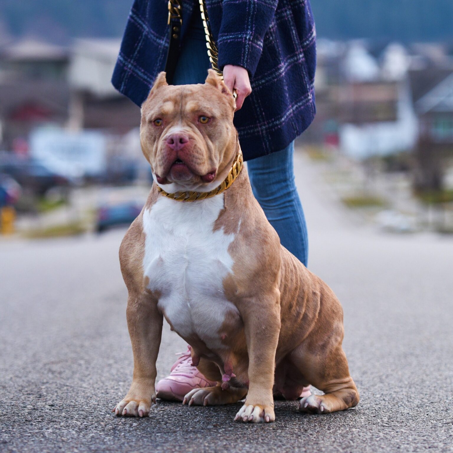 XL/XXL American Bullies for sale with Huge Muscles