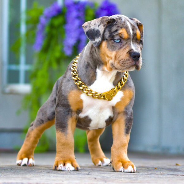 XL/XXL American Bullies for sale with Huge Muscles