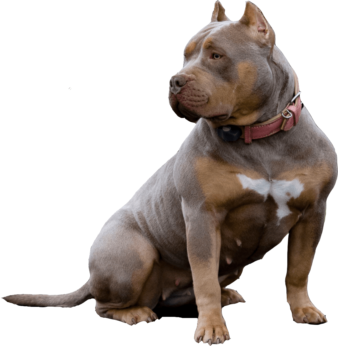 XL/XXL American Bullies for sale with Huge Muscles