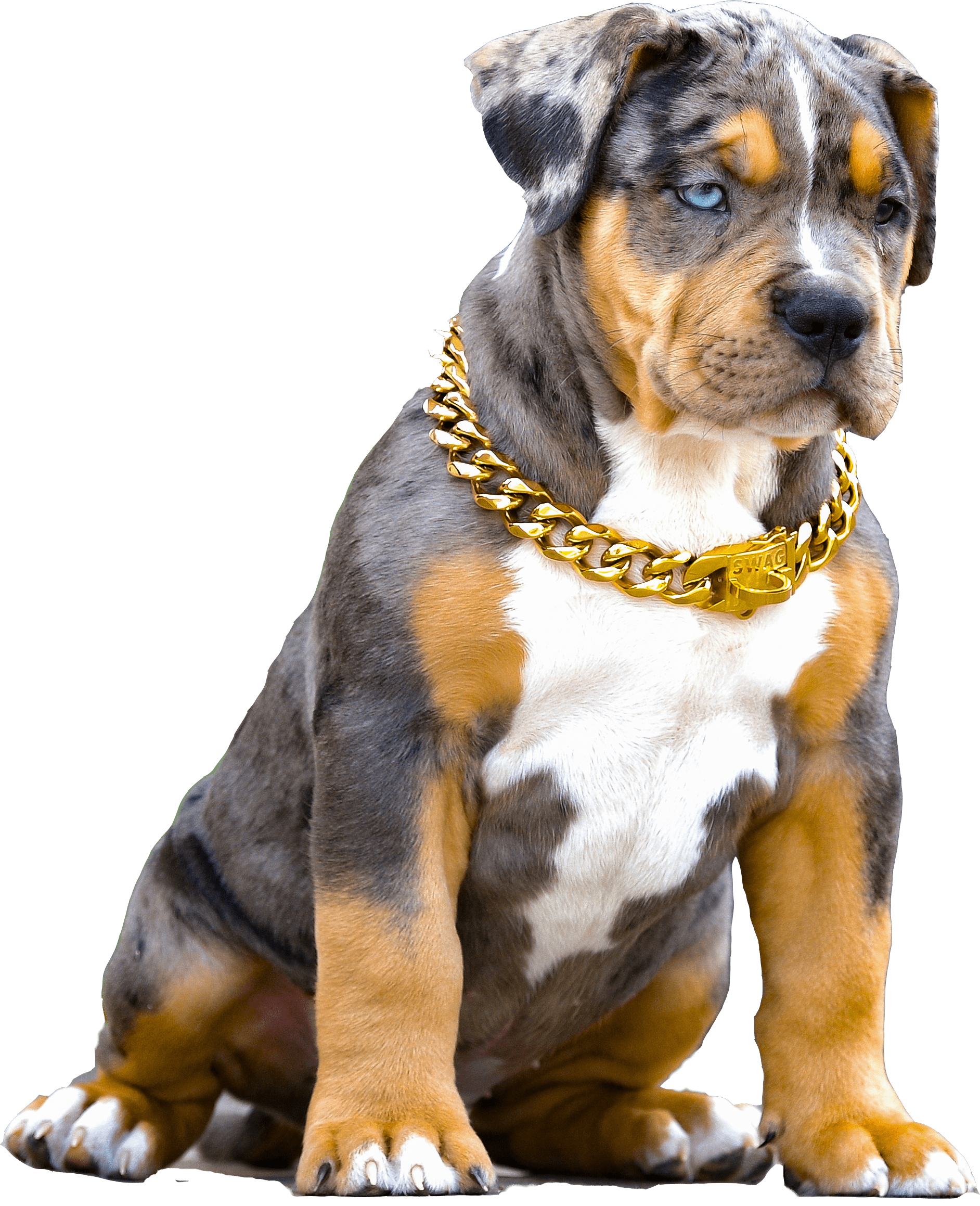 XL/XXL American Bullies for sale with Huge Muscles