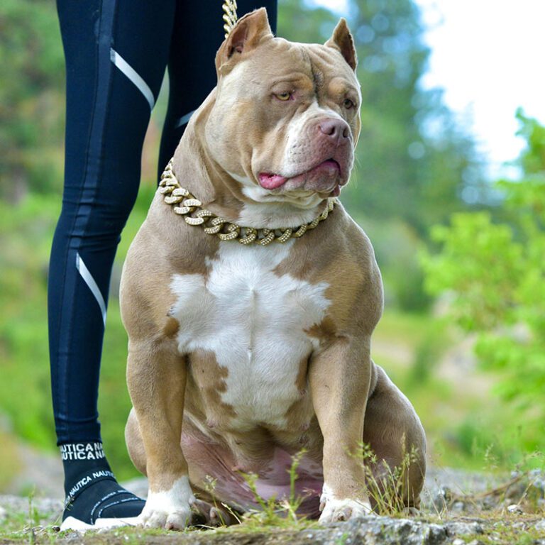 PUPPIES FOR SALE – XL and XXL American bully puppies for sale