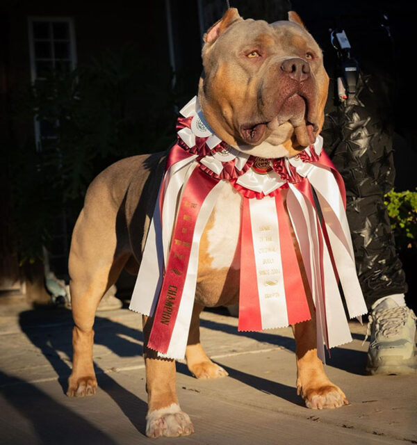 PUPPIES FOR SALE – XL and XXL American bully puppies for sale