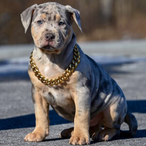 PUPPIES FOR SALE – XL and XXL American bully puppies for sale