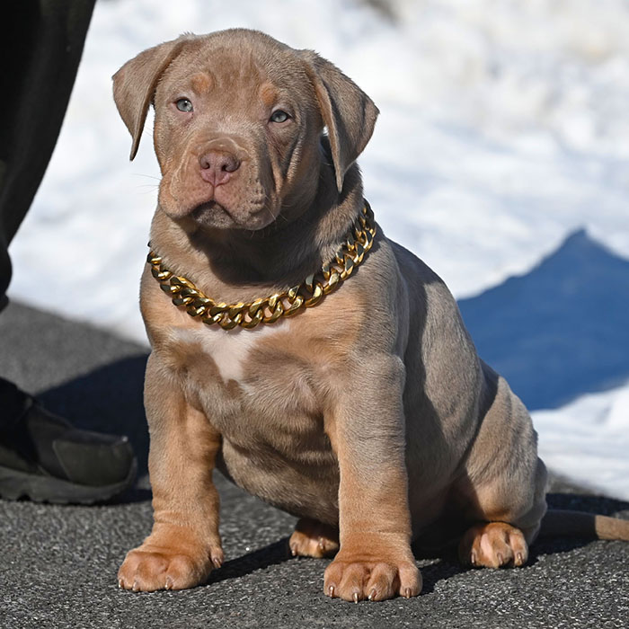 PUPPIES FOR SALE – XL and XXL American bully puppies for sale