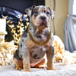 PUPPIES FOR SALE – XL and XXL American bully puppies for sale