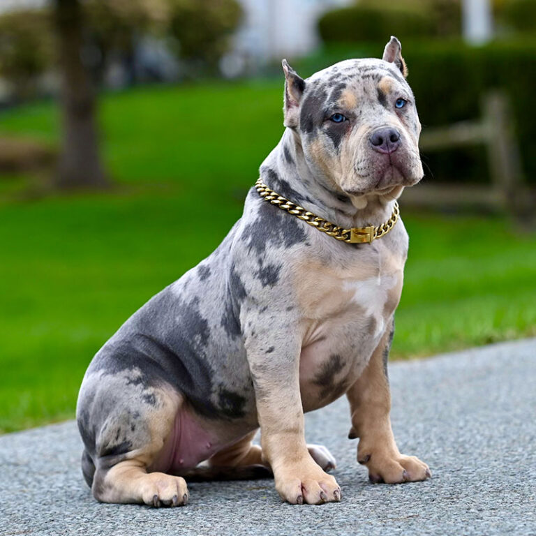 PUPPIES FOR SALE – XL and XXL American bully puppies for sale