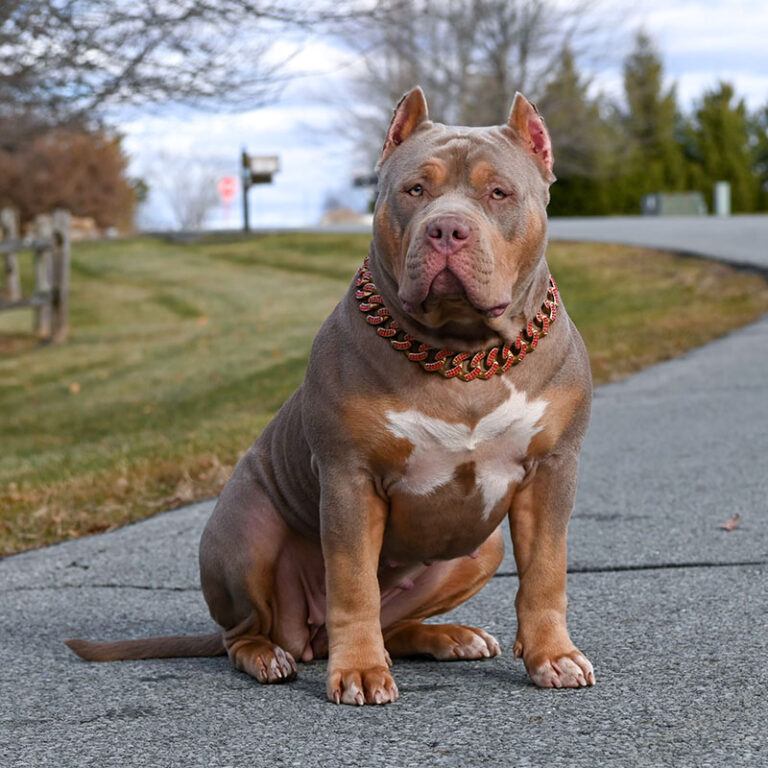 PUPPIES FOR SALE – XL and XXL American bully puppies for sale