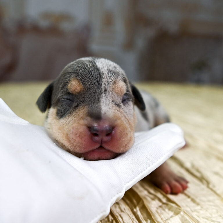 PUPPIES FOR SALE – XL and XXL American bully puppies for sale