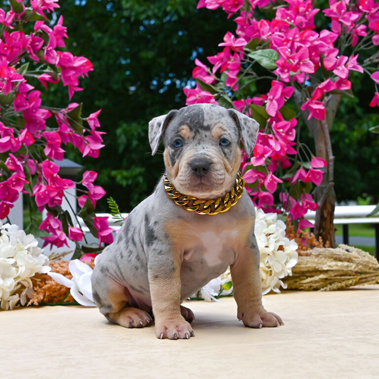 PUPPIES FOR SALE – XL and XXL American bully puppies for sale