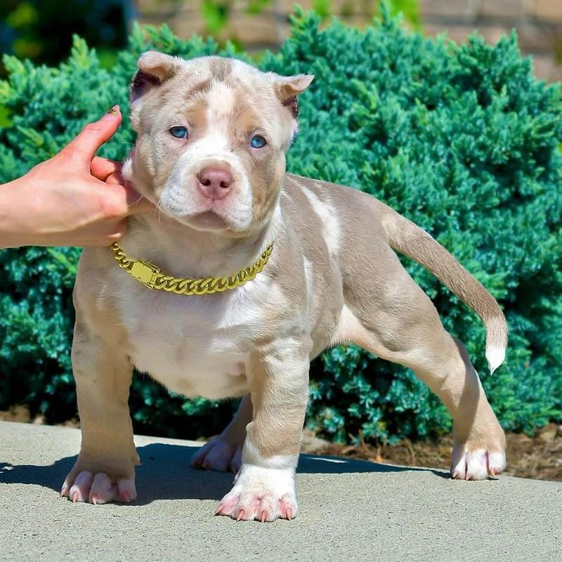 XL/XXL American Bullies for sale with Huge Muscles